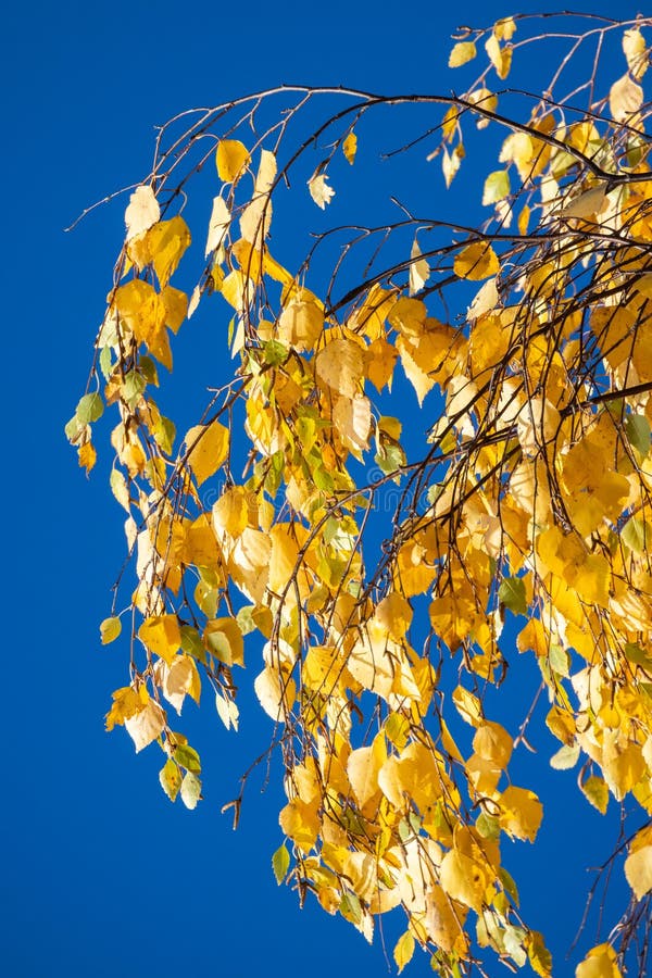Vertical Autumn Landscape, Stunning Nature Scenery Stock Image - Image ...