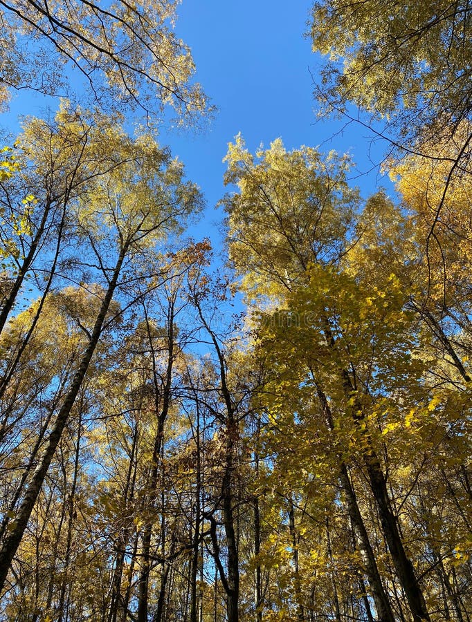 Vertical Autumn Background, Trees with Yellow Leaves, Blue Sky Stock ...