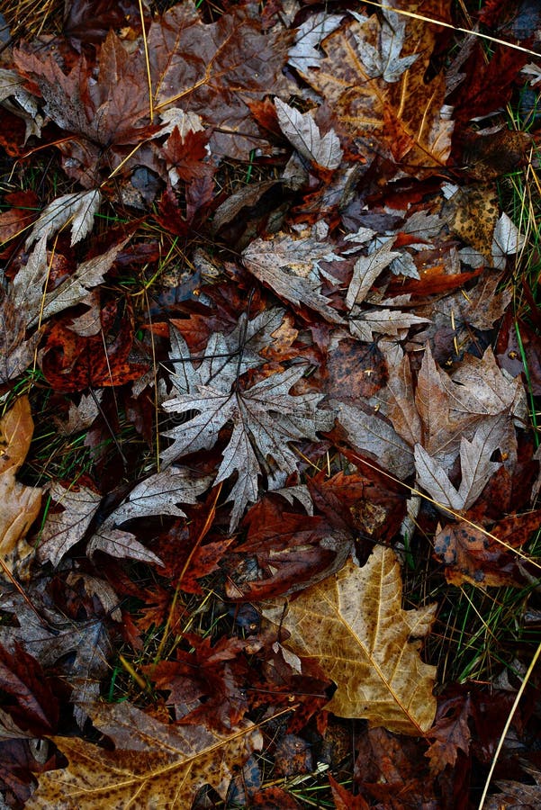 Vertical Autumn Background. Wet Fallen Leaves on the Ground Stock Image ...
