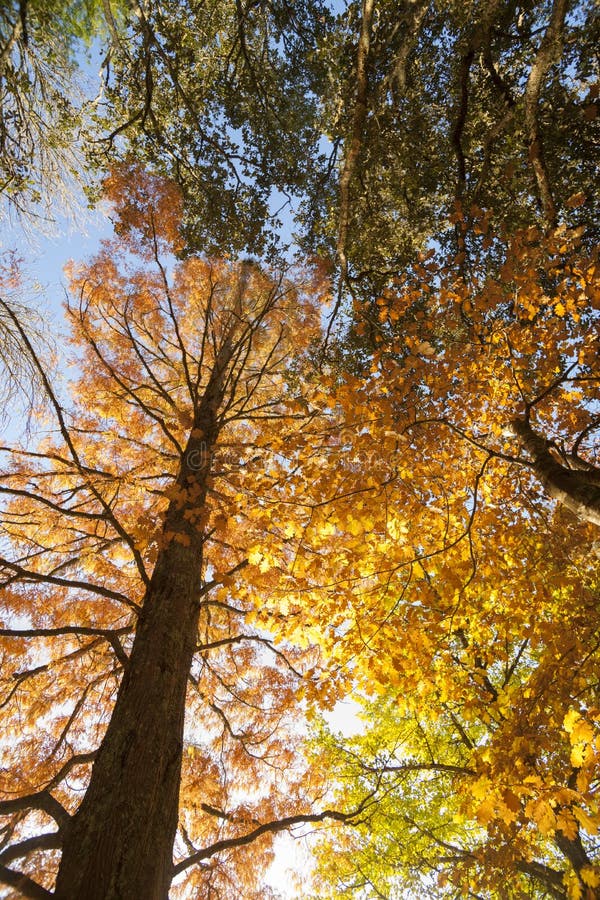 Vertical Autumn colors. stock photo. Image of park, outdoors - 40761558