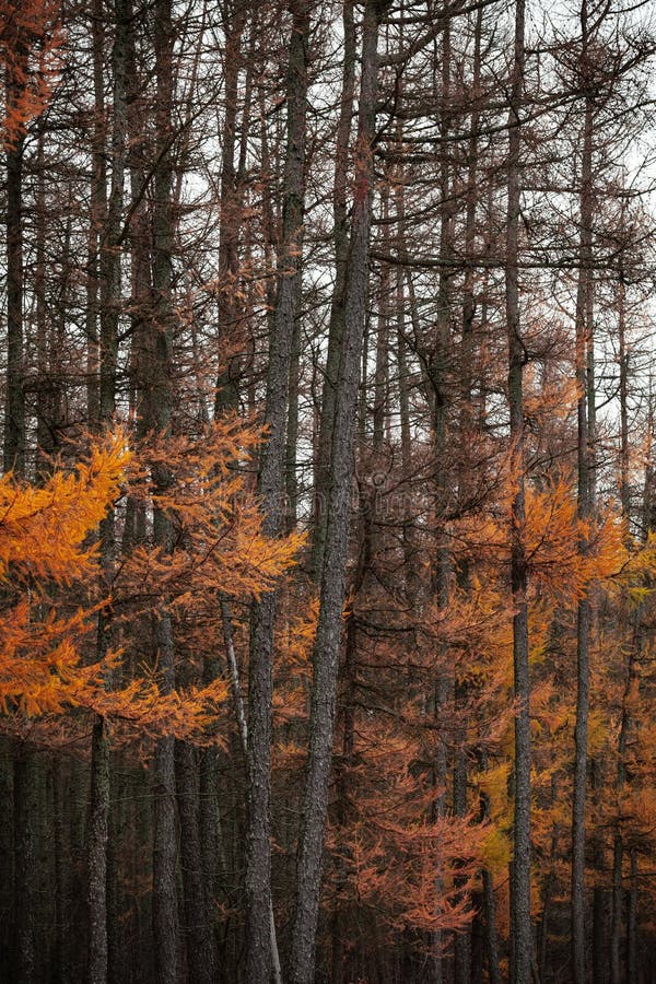 Vertical Autumn Landscape, Stunning Nature Scenery Stock Image - Image ...