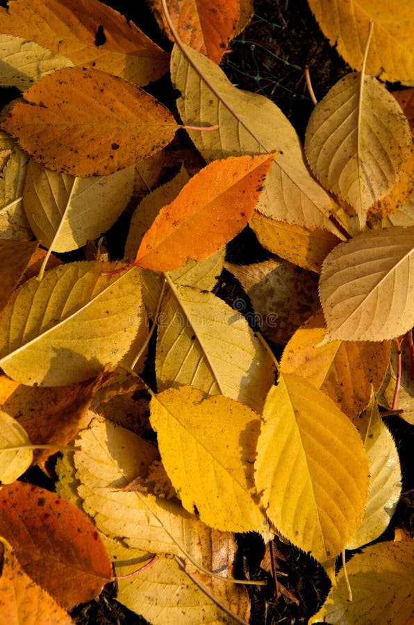 Vertical Autumn Leaves stock photo. Image of bright, vertical - 11815622