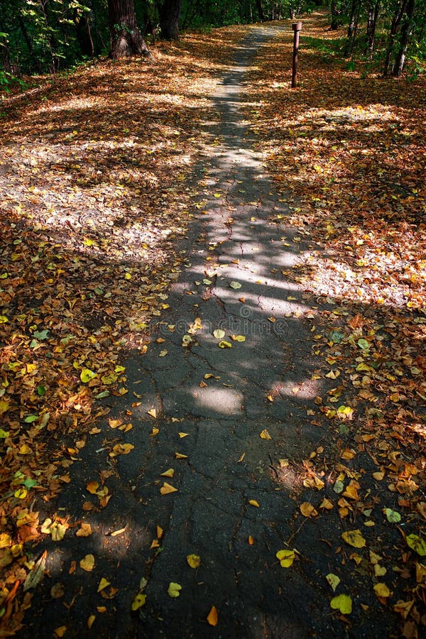 Vertical Autumn Path Covered with Foliage Backdrop Stock Image - Image ...