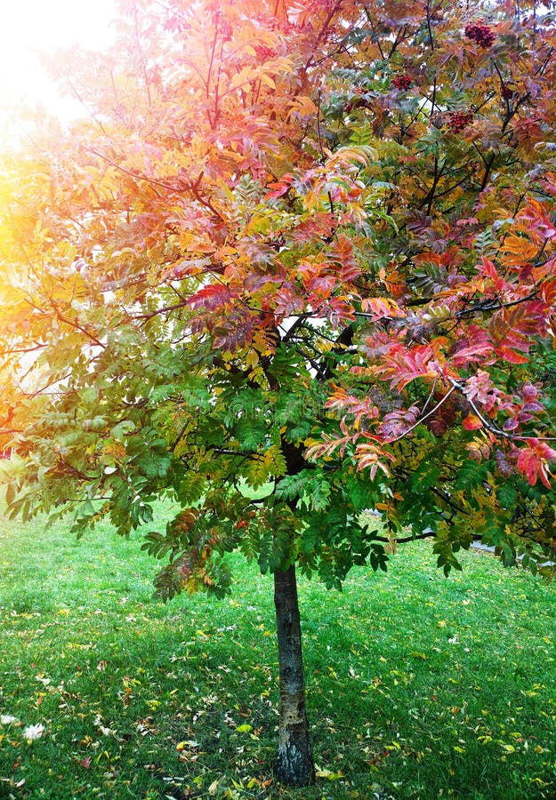 Vertical Autumn Tree with Dramatic Light Leak Landscape Background ...