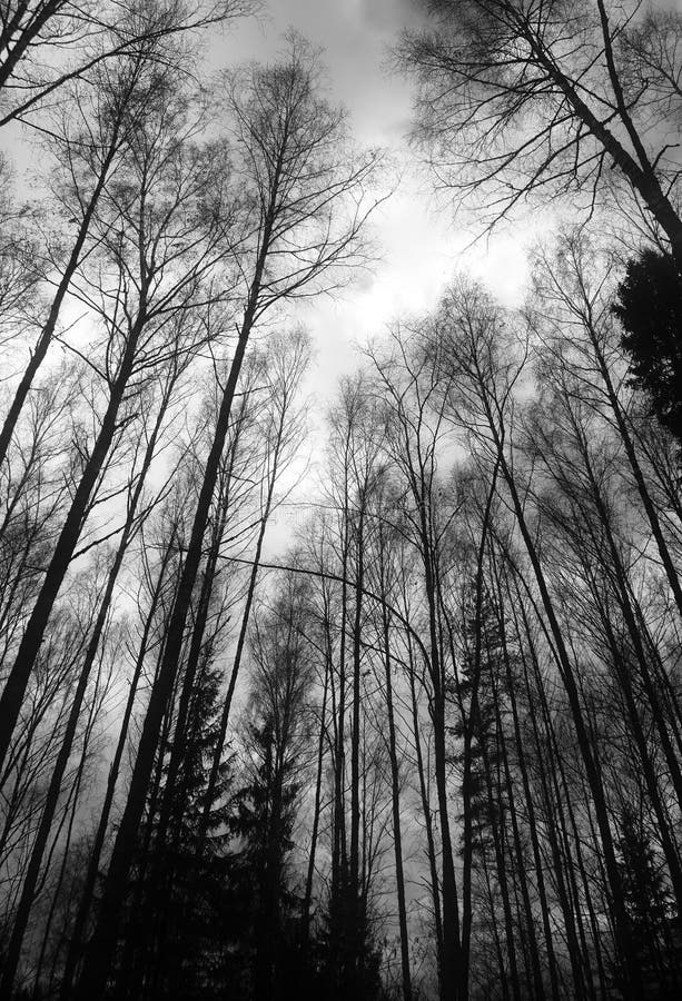 170+ Autumn trees vertical Free Stock Photos - StockFreeImages