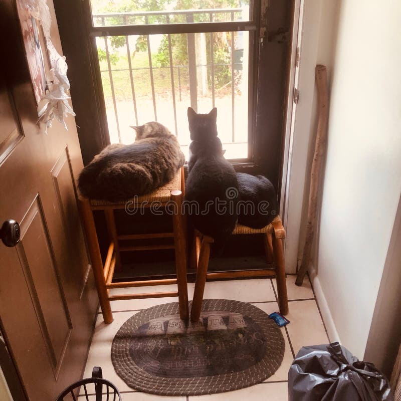 Two Cats are Laying on the Back of a Couch and One Cat is Looking at ...