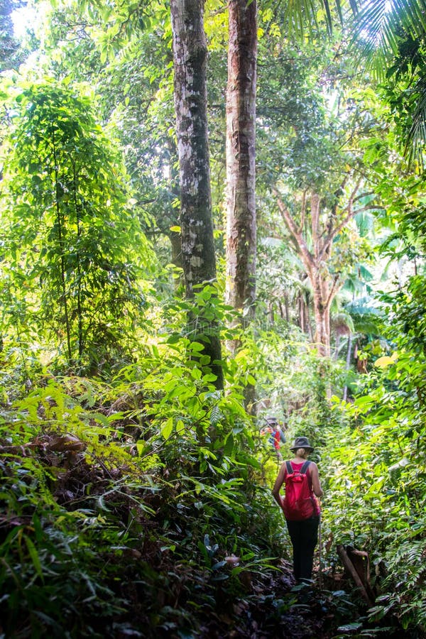 Vertical Back View of a Female Hiker in a Forest Stock Image - Image of ...