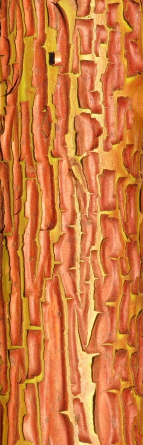 Vertical Backdrop with Tree Bark Peeling Pattern. Stock Illustration ...