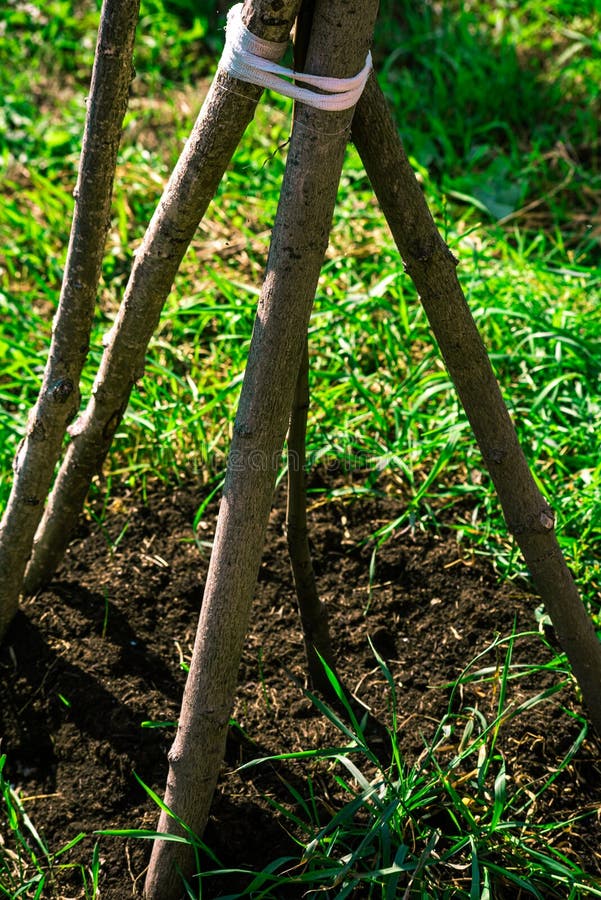 635 Binding Tree Stock Photos - Free & Royalty-Free Stock Photos from ...