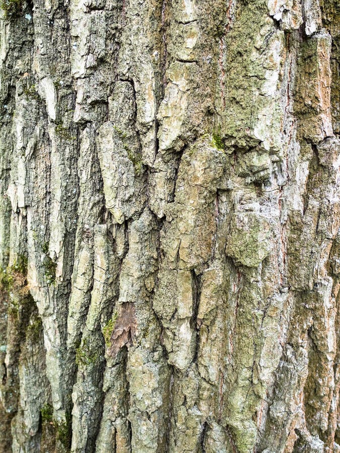 Vertical Background - Bark of Mature Oak Tree Stock Photo - Image of ...