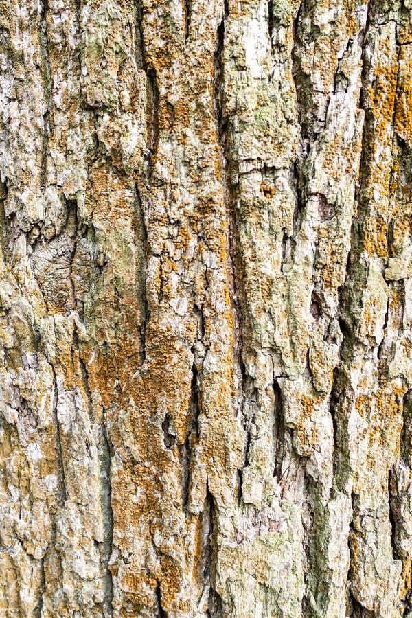 Vertical Background - Bark of Old Lime Tree Stock Photo - Image of wood ...