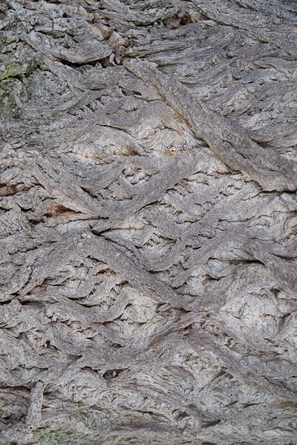 Tree Bark Vertical Abstract Winding Background Stock Image - Image of ...