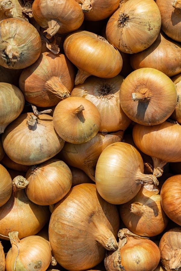 Vertical Background in the Form of Yellow Onions Stock Image - Image of ...