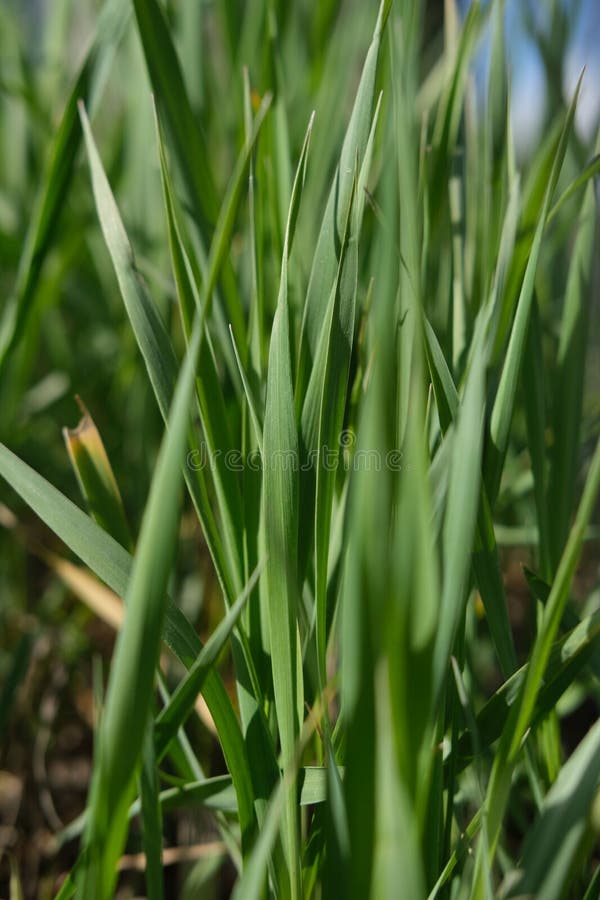 Vertical Background, Green Grass Close Up Stock Photo - Image of ...