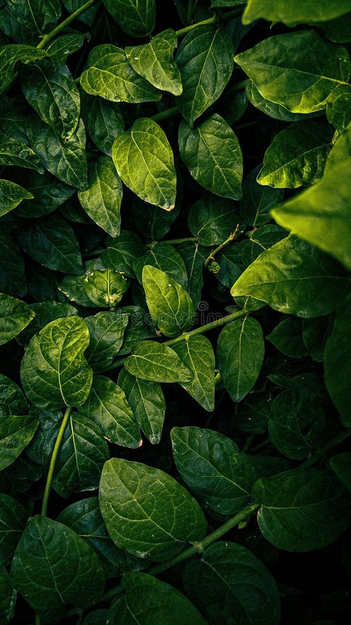 Vertical Background with Green Leaves Stock Image - Image of garden ...
