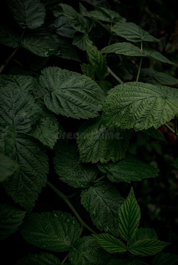 Vertical Background of Green Raspberry Leaves Stock Photo - Image of ...