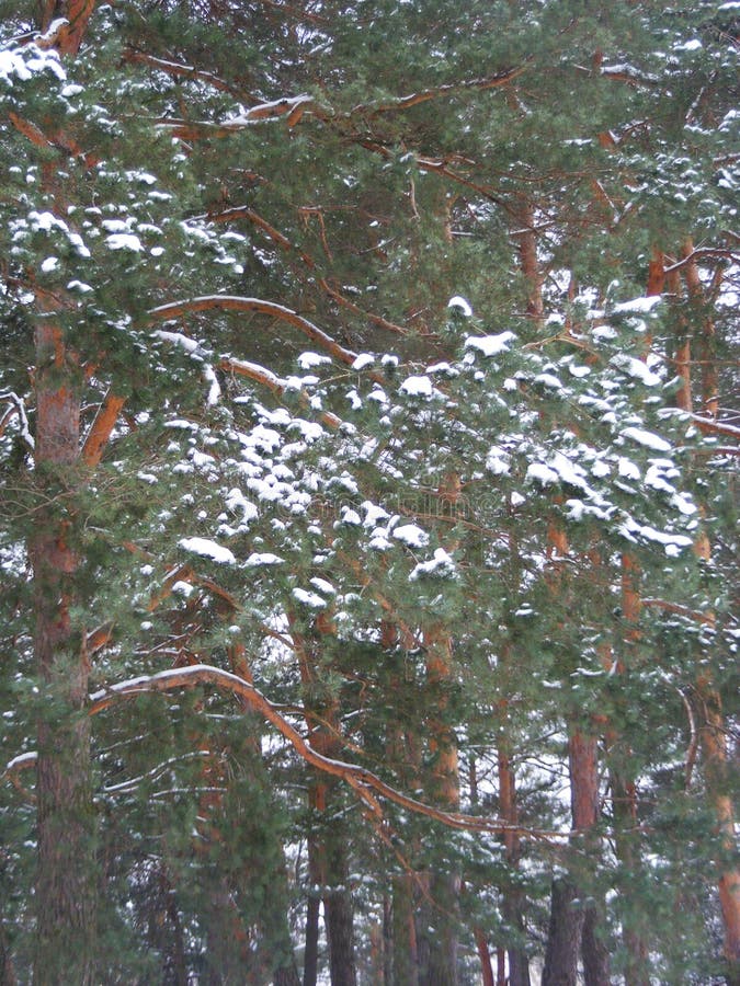 Vertical Background of Path Scotch and Cedar Branch in Winter Forest ...