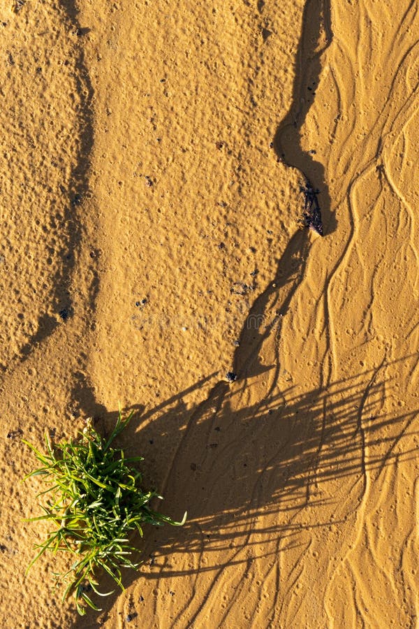 Vertical Background of Sand on Which Grass Grows Stock Image - Image of ...