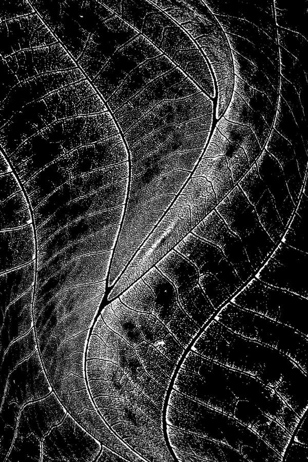 Vertical Background Wavy Leaf Stock Vector - Illustration of maple ...