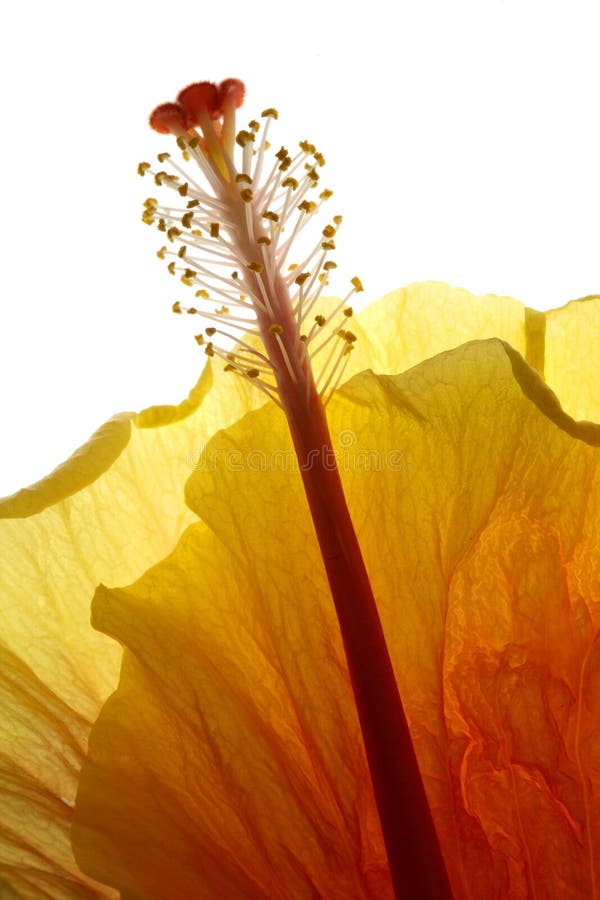 17,388 Backlit Flower Stock Photos - Free & Royalty-Free Stock Photos ...