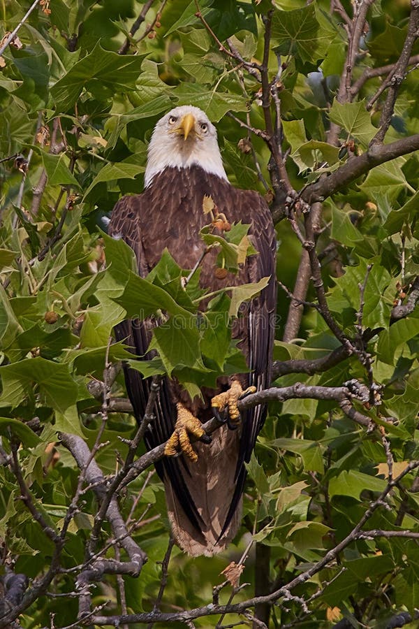 Vertical of a Bald Eagle Perched on a Thin Tree Branch Stock Photo ...