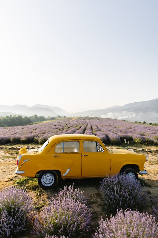 Vertical Banner with a Yellow Retro Car in a Lavender Field Stock Image ...