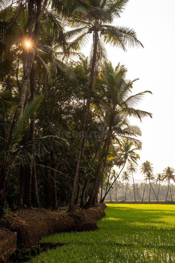 Vertical Beautiful Shot of Grain Field in India on a Sunny Day Stock ...