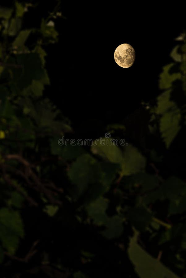 Vertical Beautiful Shot of the Moon at Night with Trees on the ...