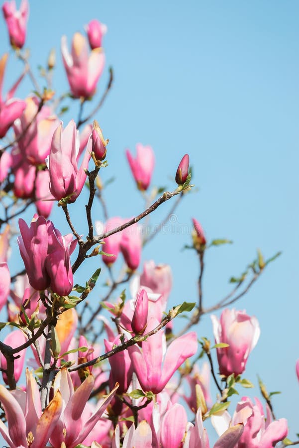 Vertical Beautiful Shot of Pink Magnolia on a Blue Sky Background Stock ...