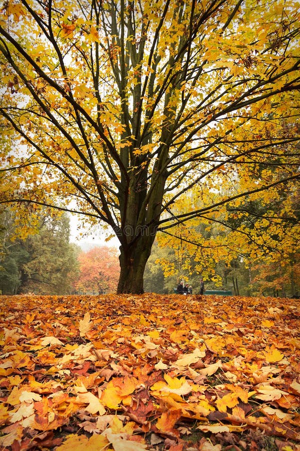 Vertical Beautiful Shot of a Tree with Yellow Leaves in an Autumn Park ...
