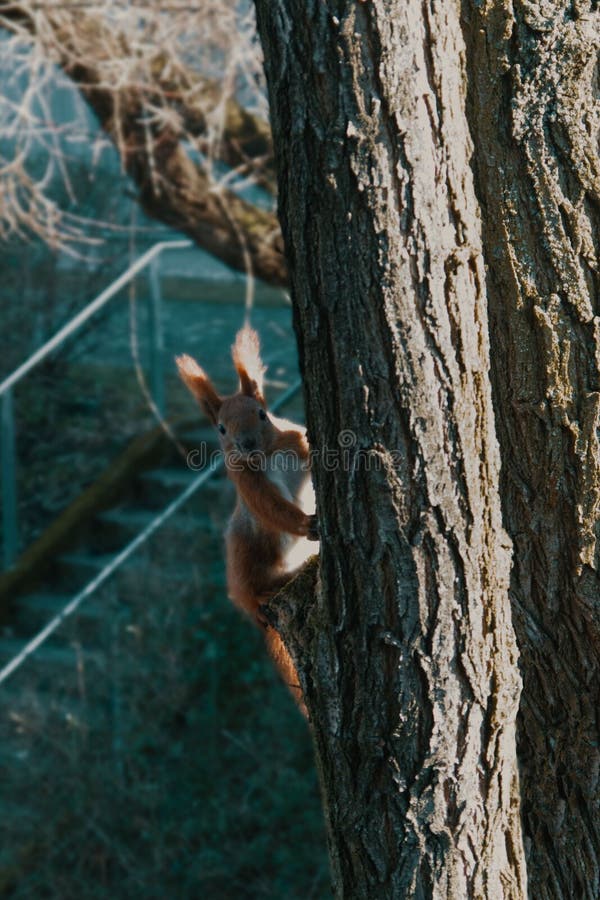 Vertical of a Beautiful Squirrel on a Tree Looking at the Camera Stock ...
