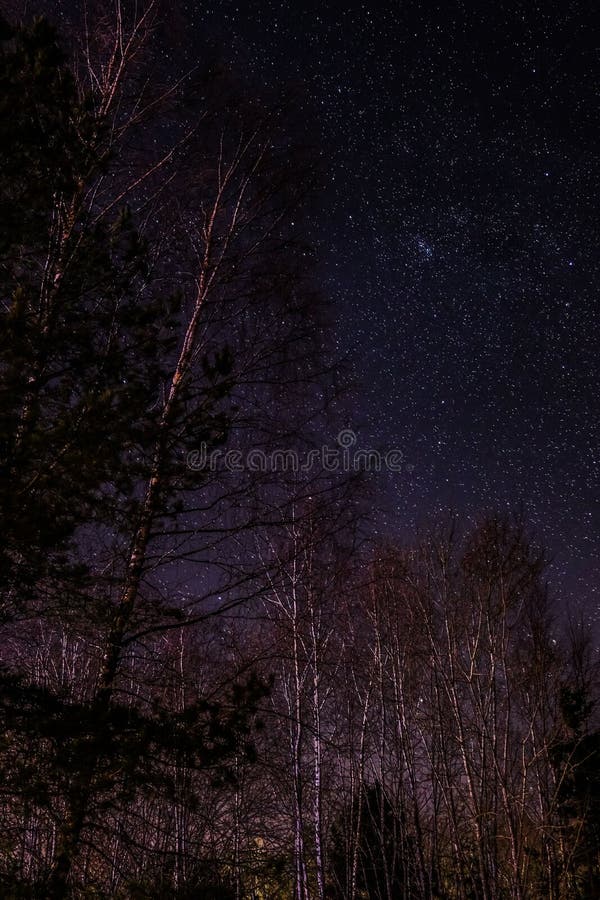 Vertical of a Beautiful Starry Night from the Branches of the Trees ...