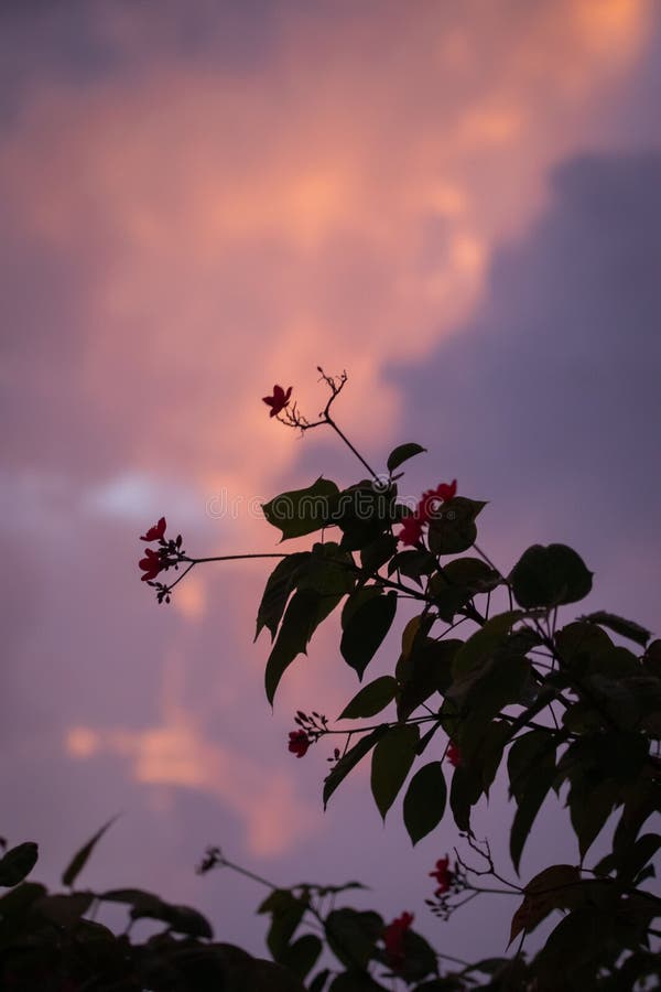 Vertical of a Beautiful Sunset Over the Silhouette of a Plant. Stock ... Vertical of a Beautiful Sunset Over the Silhouette of a Plant. Stock ...
