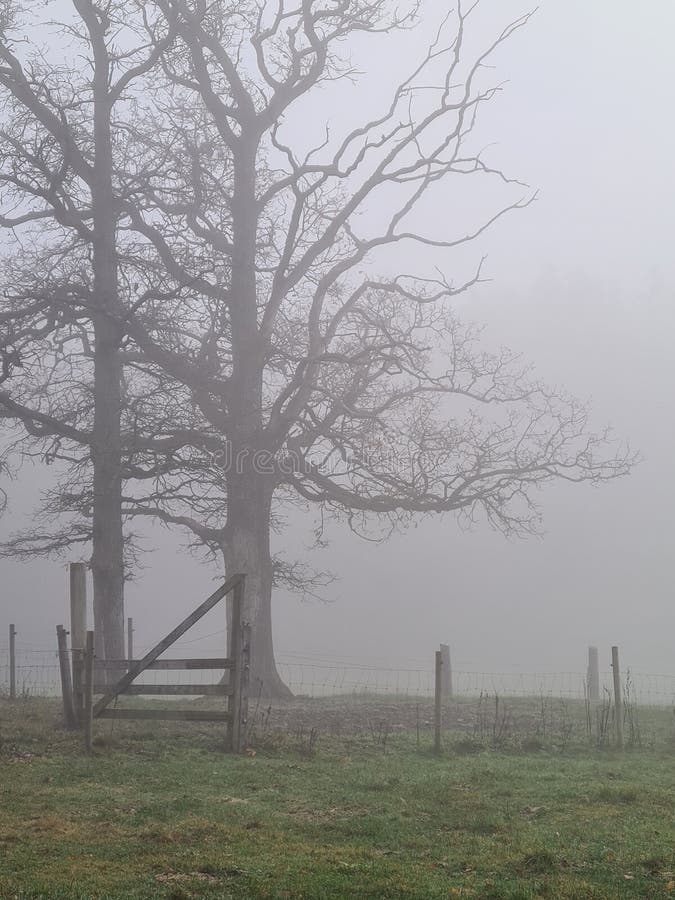 Vertical of a Big Tree without Leaves Surrounded by a Fence in a Field ...
