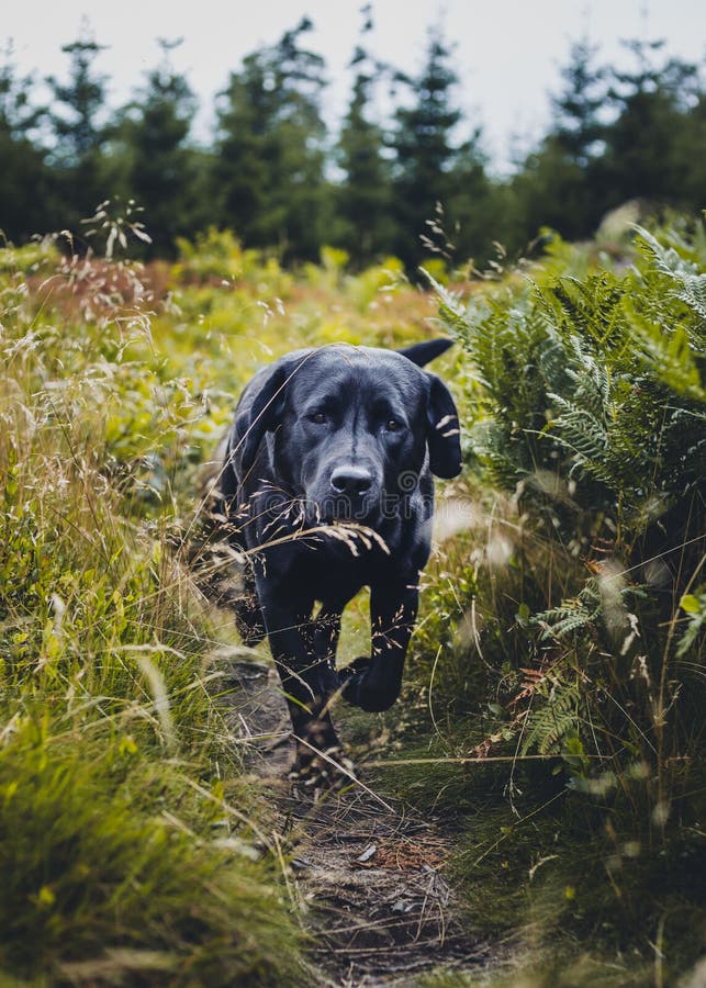 Vertical of a Black Labrador Retriever Walking through Forest Plants ...