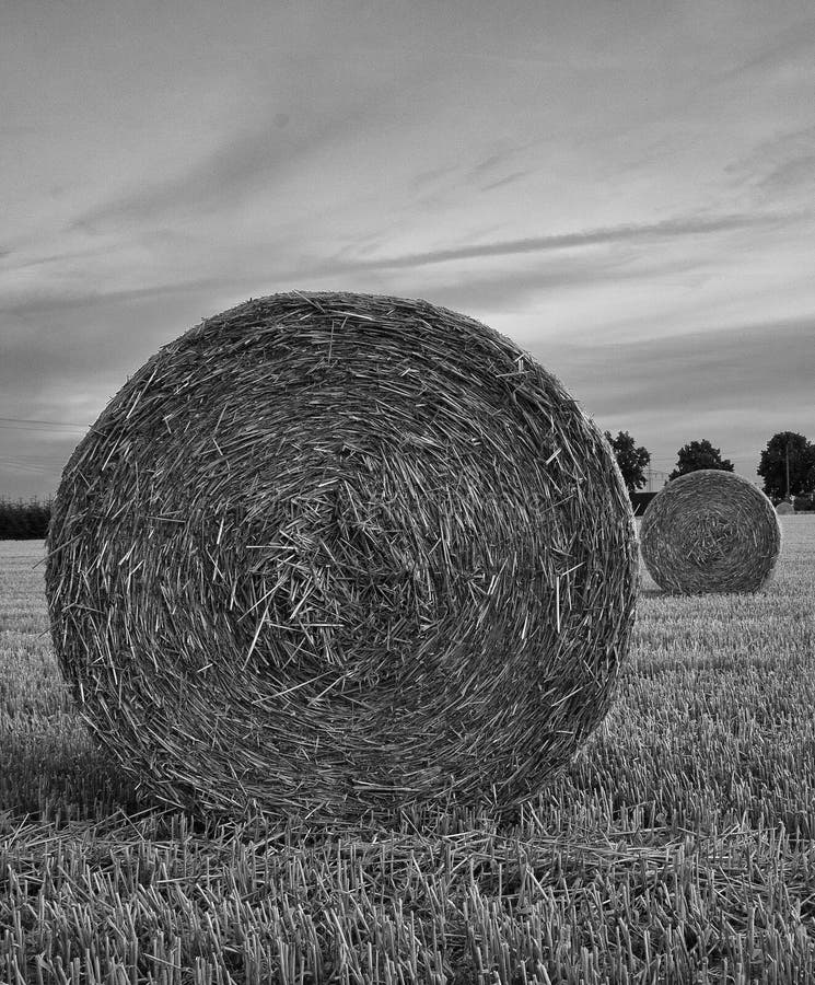 Vertical Black and White of a Round Hay Bales Captured in a Field Stock ...