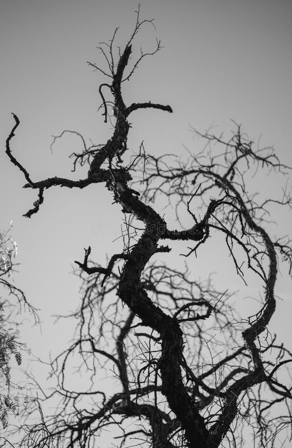 Bare Old Dry Branchy Tree, Greyscale Stock Photo - Image of frightening ...
