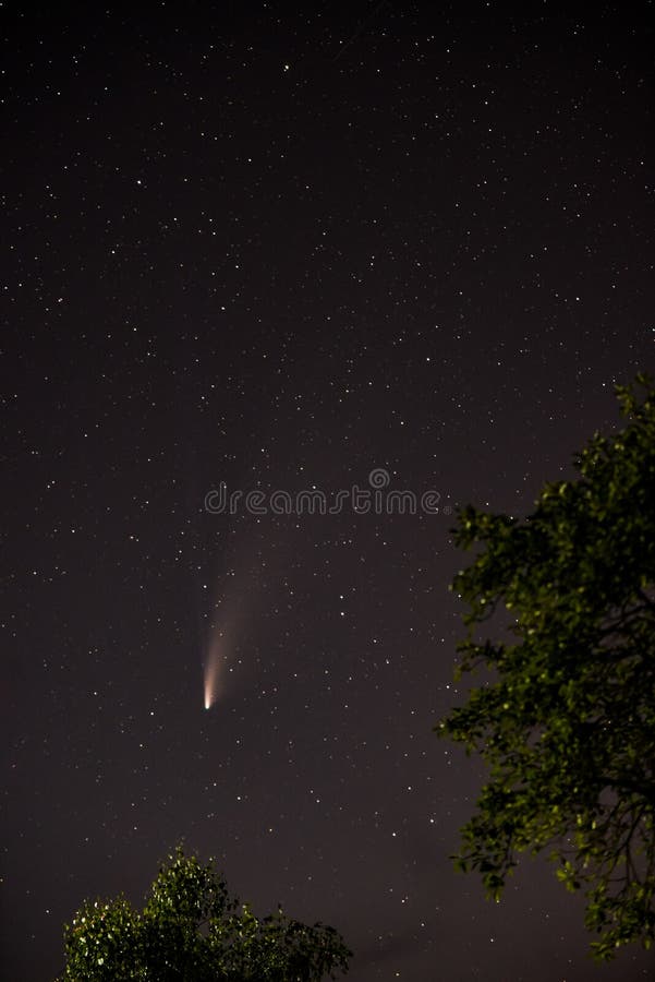 Vertical Blissful Shot of the Bright Comet Neowise Seen through Trees ...