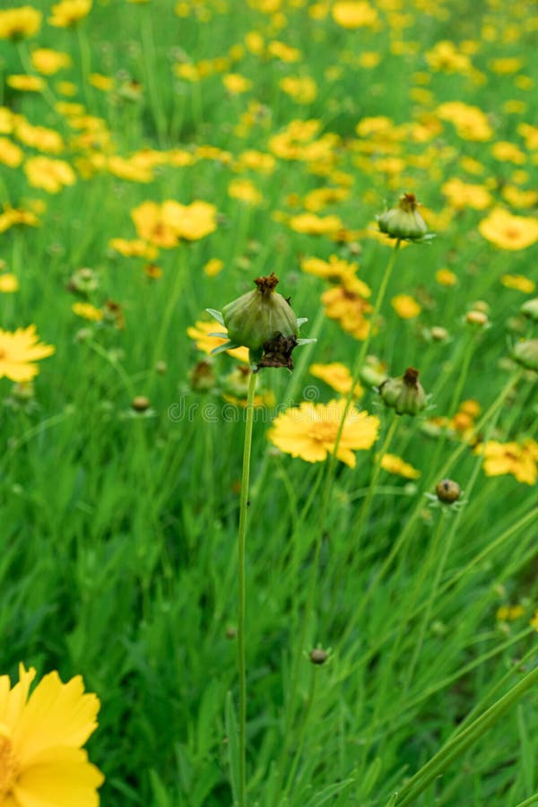 Vertical of a Blooming Lance-leaved Coreopsis Stock Image - Image of ...