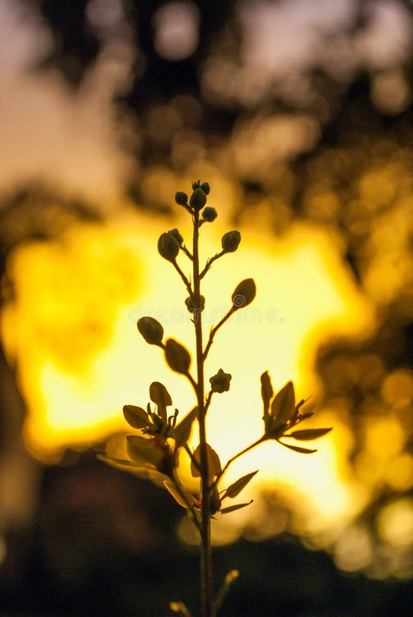 Vertical Bokeh Lights Shot of a Budding Plant Stock Image - Image of ...