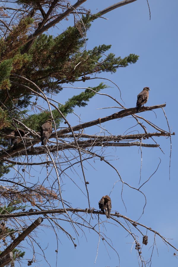 Vertical Bottom View of Raptor Birds Posing on Dry Tree Branches ...