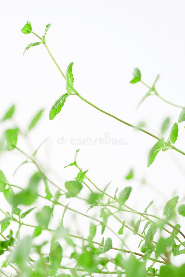 Vertical Bright Fresh Green Peppermint Leaves with Light Background ...