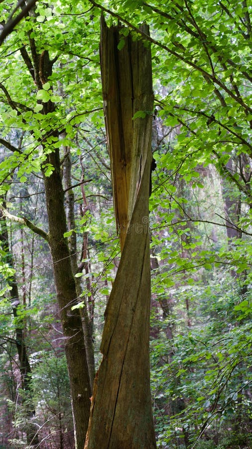 Vertical of a Broken Tree Trunk Spiraling Upward in Wigry Park, Poland ...