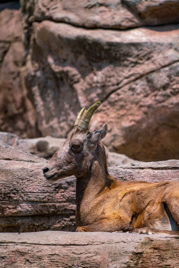 Vertical of a Brown Ram Perched on a Rocky Surface in a Zoo Stock Image ...