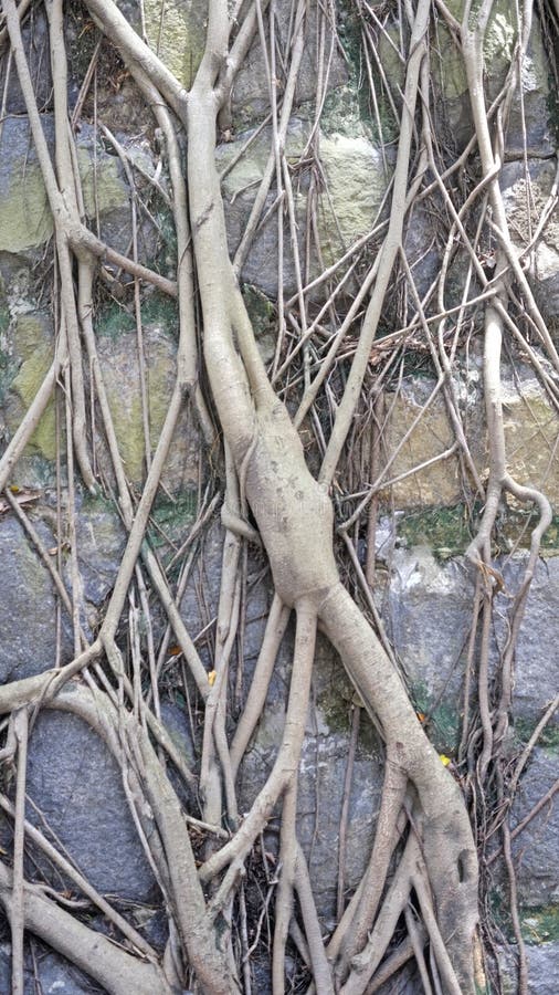 Vertical Brown Tree Trunk Grunge Natural Root Background Stock Image ...