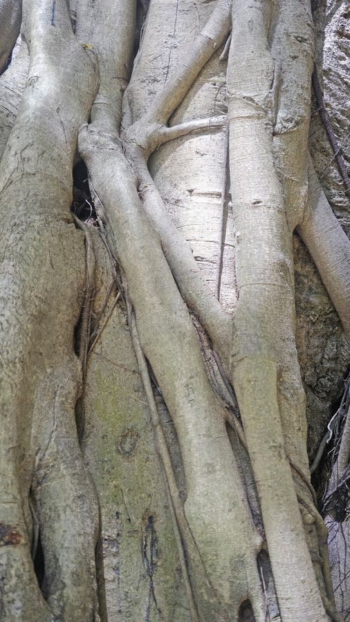 Vertical Brown Tree Trunk Grunge Natural Root Background Stock Photo ...