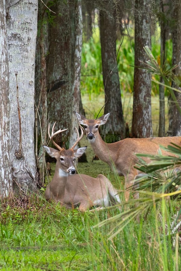Vertical of a buck and doe stock photo. Image of sitting - 197994760