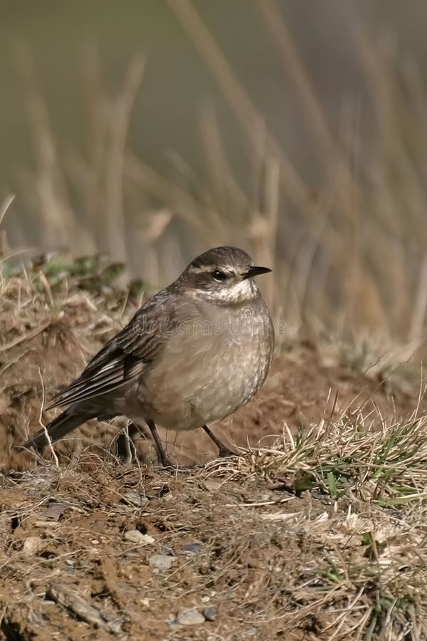 Vertical of Buff-winged Cinclodes, Cinclodes Fuscus, on Ground Stock ...
