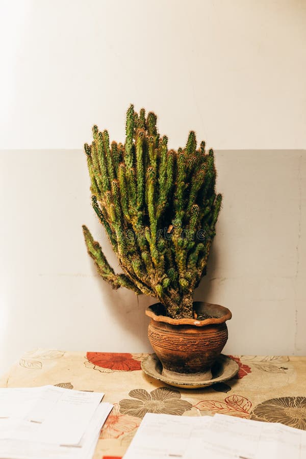 Vertical of a Cactus Growing in the Clay Flowerpot Leaned on the Wall ...