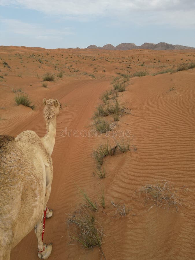 Vertical of a Camel Traversing the Endless Desert Shot from the Back of ...